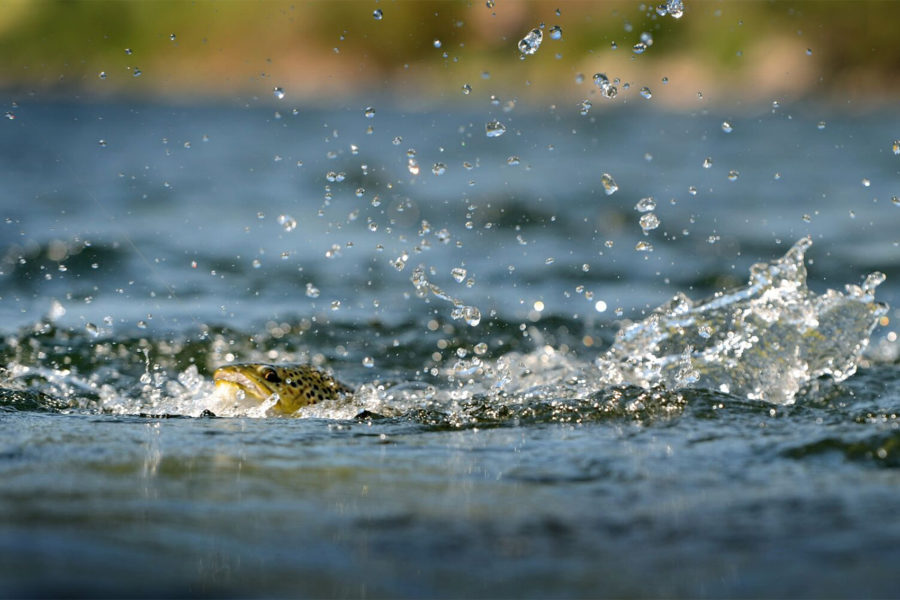 Rising - Fish The Provo, Wasatch Guide Service